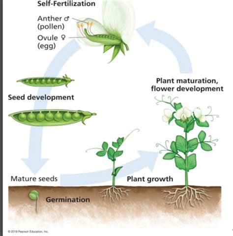 Chapter 3 Mendelian Inheritance Flashcards Quizlet