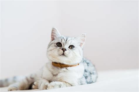 Do Tick And Flea Collars Work For All Cats Feline Health Safety