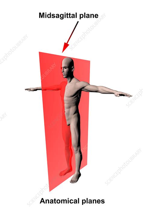 Midsagittal Plane Stock Image C030 6851 Science Photo Library