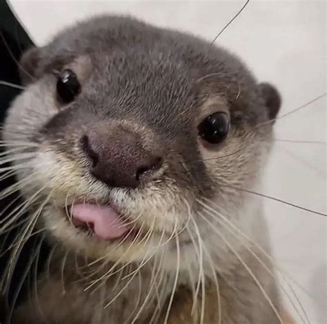 Make This Otter Evil R Photoshoprequest