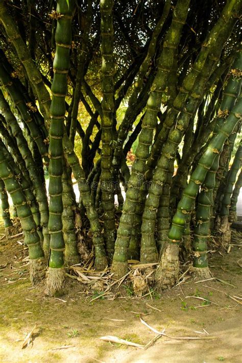 Bamboo Plants Grass Tree Unique Stock Image Image Of Bamboo Grass