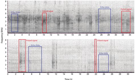 Spectrogram Showing Narwhal Pulsed Signals And Echolocation Clicks Download Scientific Diagram