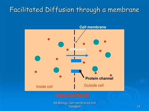 Ppt Transport Through Cell Membranes Powerpoint Presentation Free Download Id 257701