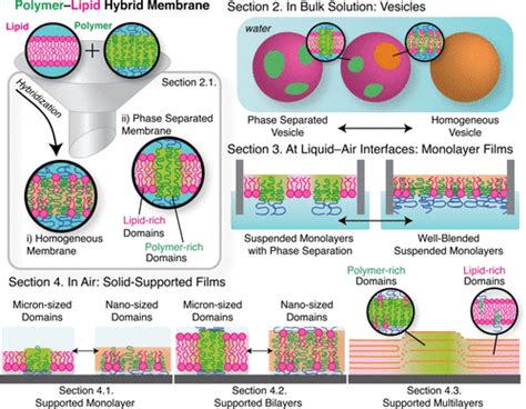 Lipid Polymer Example