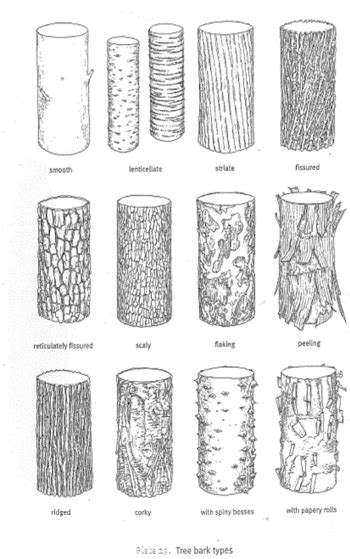 Bark Types Recognise Plants