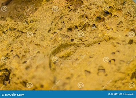 Brachiopod Fossil Specimen For Education Brachiopods Phylum Br Stock Image Image Of Carbon