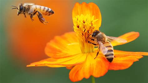 지난겨울 꿀벌 78억 마리 왜 사라졌나…지난가을 극심한 온도 변화
