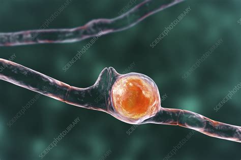 Basidiobolus Ranarum Fungus Illustration Stock Image F037 6673 Science Photo Library