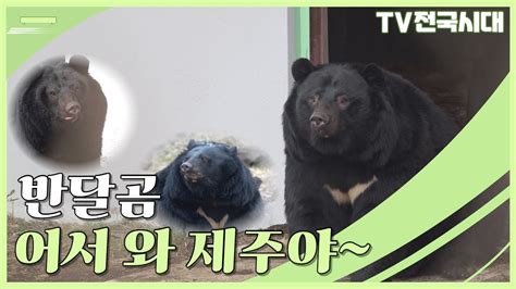 제주 생태공원에 온 특별한 손님 반달곰 반달곰이 제주에 온 이유는 Youtube