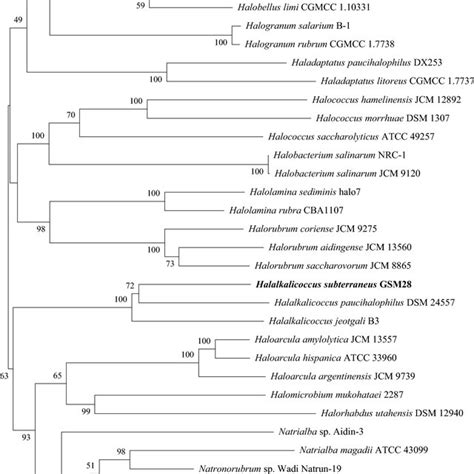 multilocus sequence analysis mlsa using the neighbor joining