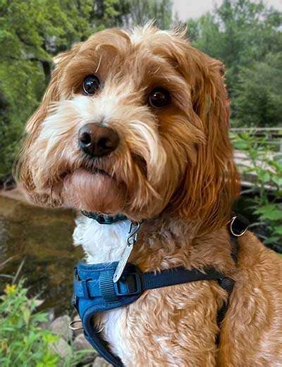 Mini Multigen Double Doodles Riley Ziggy Lakeshore Doodles