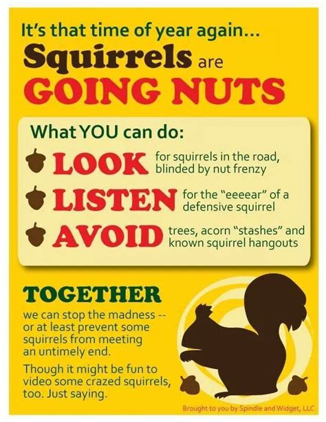 Squirrels The Madness Squirrels What You Can Do Prevention Creatures Chipmunks Squirrel