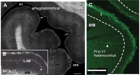 Excitatory Inputs To Layer 1 Macaque V1 A And B Darkield Download Scientific Diagram