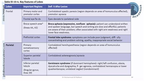 The Structural And Functional Localization Of Cerebral Cortex Pdf