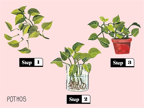 3 Easy Ways To Propagate Plants You Have At Home Chatelaine