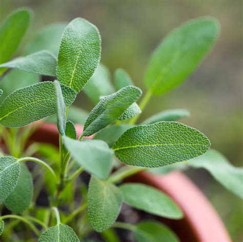 20 Best Perennial Herbs Types Of Herbs For An Edible Garden