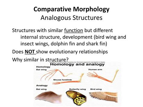 Ppt Homologous And Analagous Structures Powerpoint Presentation Free Download Id 2436442