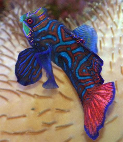 Are Mandarin Fish Endangered At Philip Mayers Blog