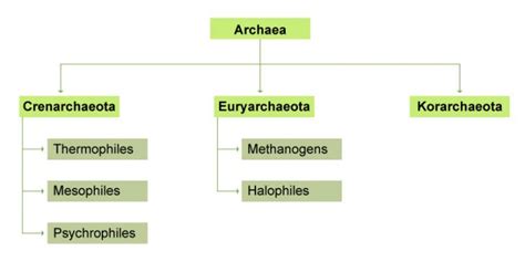 Species Of Archaebacteria