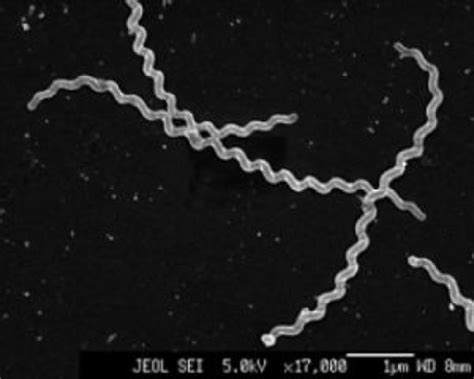 Bacteria Morphology Microscope