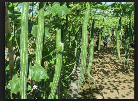 Discover eUttarakhand उततरखड एक खज Different kinds of vegetables in Uttarakhand