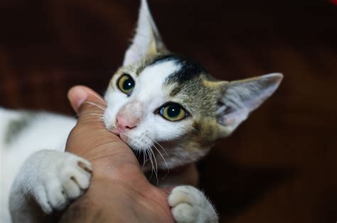 How Do You Discipline A Hyper Kitten Effective Strategies