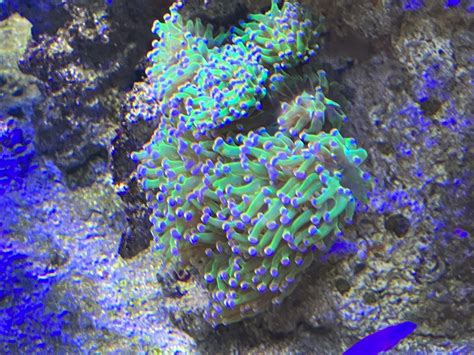 Euphyllia Paradivisa Communitycorals