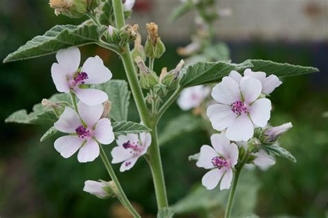 200 Samen Echter Eibisch Althaea Officinalis Gardenox Natur