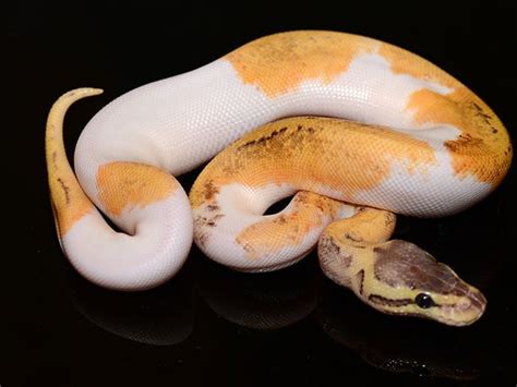 Captive Bred Ball Pythons Rare Color And Pattern Morphs Ball Python Ball Python Morphs Python