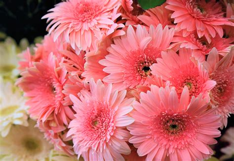 Most Famous Flower At Leonard Kaminski Blog