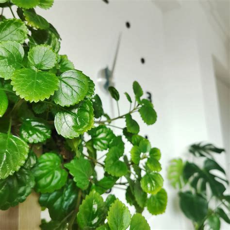 Cómo Cuidar La Planta Del Dinero O Plectranthus