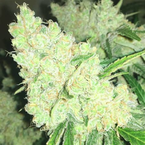 Big Bud Regular Bulk Seeds 🥇 Bulk Genetics