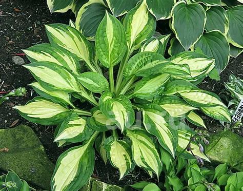 хоста Пеанут (hosta Peanut) — купить в Красноярске. Садовые цветы на ...