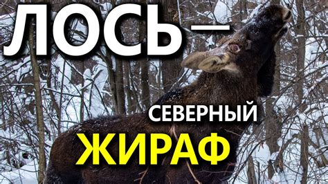 Лось в Москве - YouTube