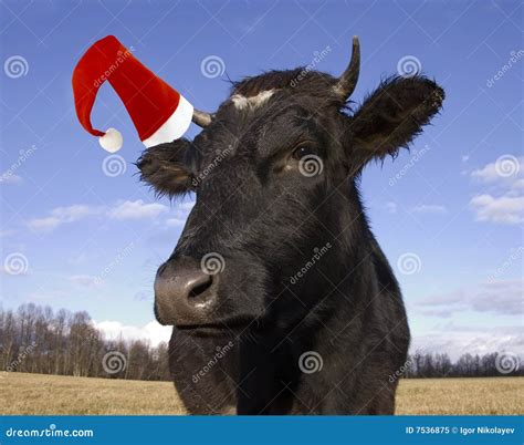 Tjur Fotografering För Bildbyråer Bild Av Horn Beröm 7536875