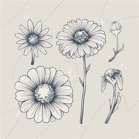 5 페이지 데이지 색칠 도안 이미지 Freepik에서 무료 다운로드