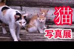 GitHub Evofan As Test Image Edit Testing Image Editing Tools Add Text To Banners