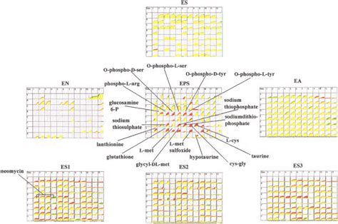 phenotype microarrays for high throughput phenotypic testing and assay