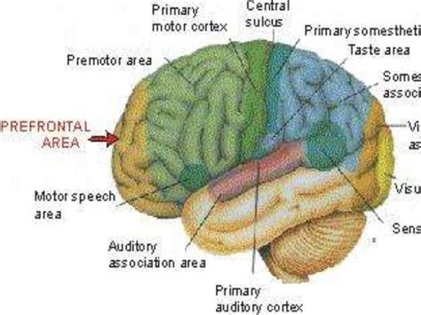 Cerbral Cortex