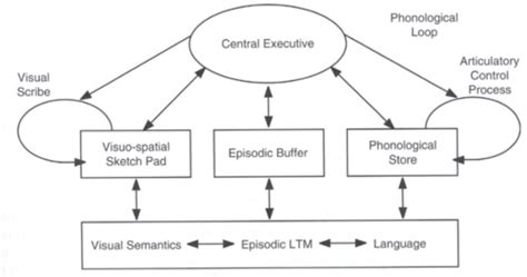Working Memory Flashcards Quizlet