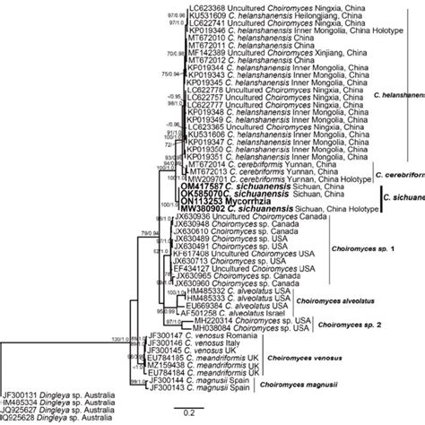 Raxml Tree Based On Its Sequences Of Choiromyces Sichuanensis And Download Scientific Diagram
