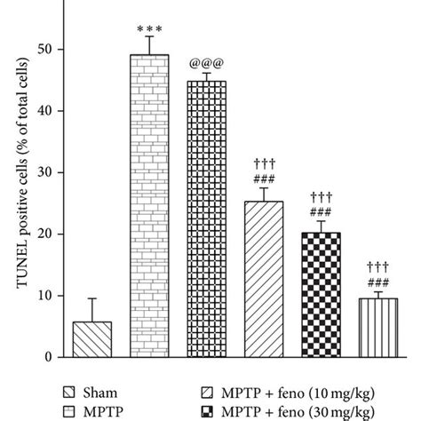 A Quantification Of Dna Fragmentation Observed In Tunel Assay B