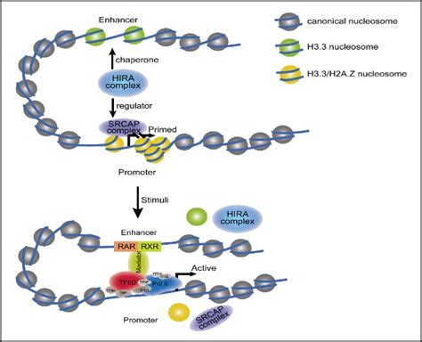蔡勇教授团队揭示小鼠胚胎干细胞分化中基因转录调控新机制 生物通