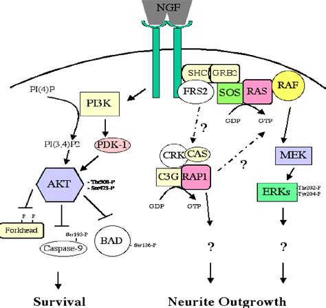 Figure 2 From The Tyrosine Kinase Gtk Signal Transduction And