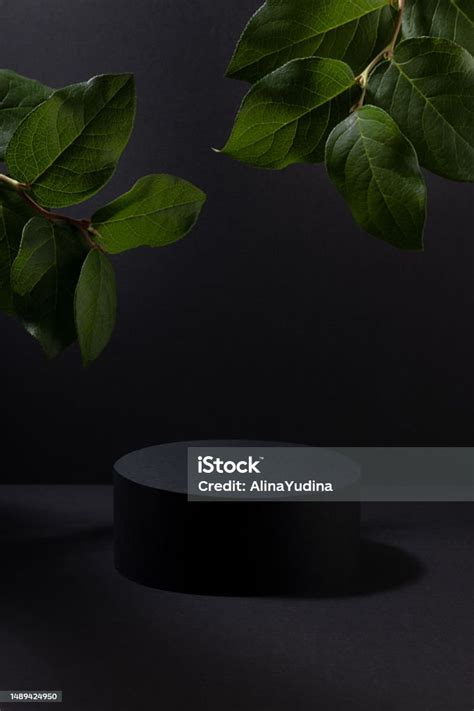 하나의 실린더 연단 모형이 있는 검은색 추상 무대 단단한 빛 그림자 프레젠테이션 화장품 템플릿 여름 밤 스타일의 디자인 수직으로 나무의 신선한 녹색 매달린 가지