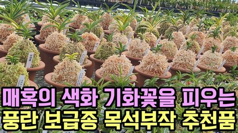 매혹의 색화 기화꽃을 피우는 풍란 보급종 목석부작 추천품 풍란부귀란 꽃밭에서 난원 난테크 재테크 식테크 초특가 춘란 Orchid 반려식물 명품풍란 키우기 정원 도시