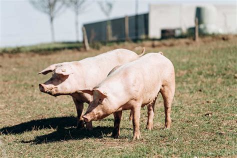 Hog Processing Mcbee Meat Company