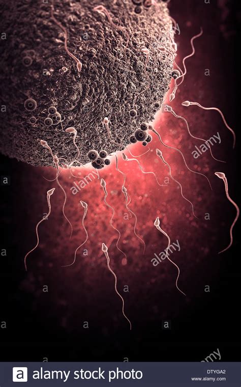 Sperm And Ovum Stock Photo Alamy