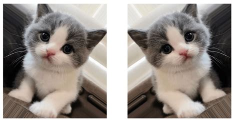 Five Popular Data Augmentation Techniques In Deep Learning Dataaspirant