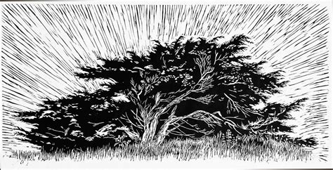 Rich Brimer Nm Magnificent Monterey Cypress 2022 Salmagundi Club